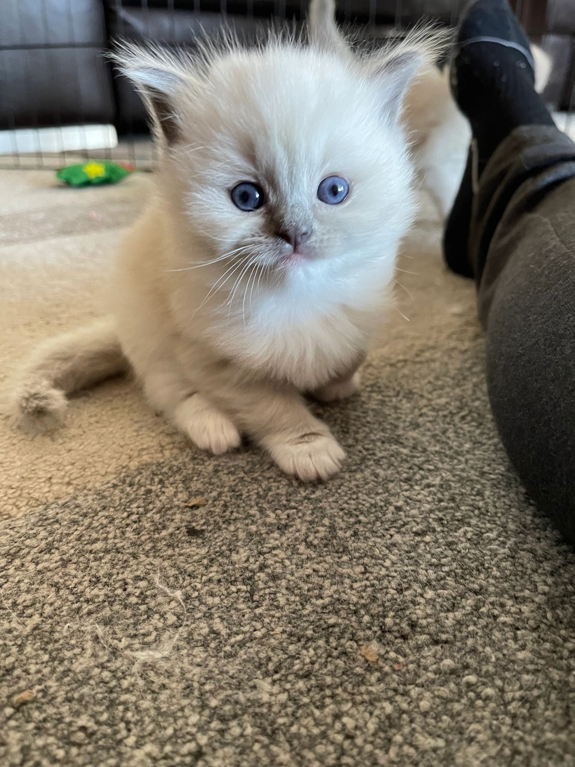 Ragdoll Kittens 2 Cats - About Ragdoll Cats, Owning Ragdolls