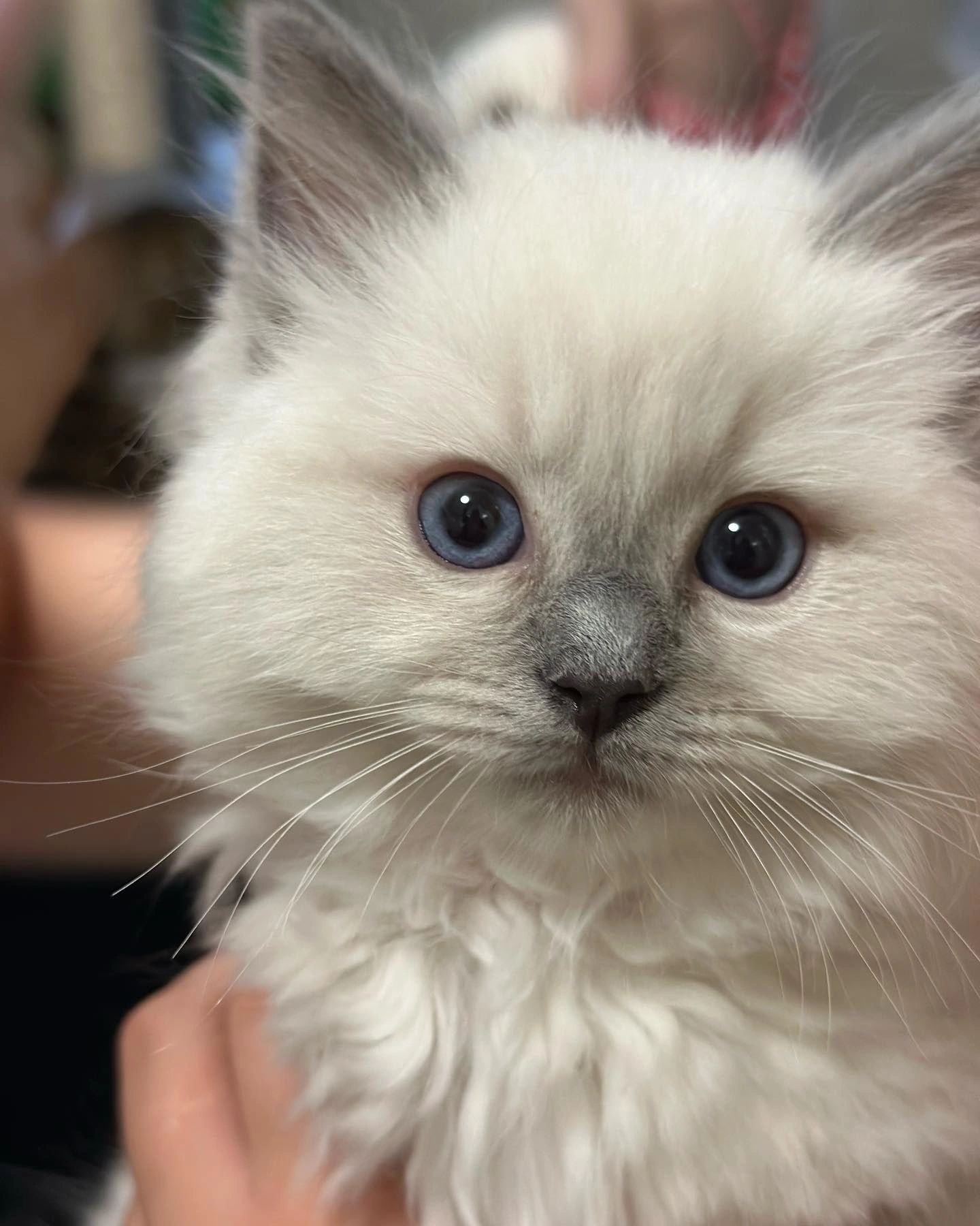 Ragdoll Kittens 2 Cats - Home