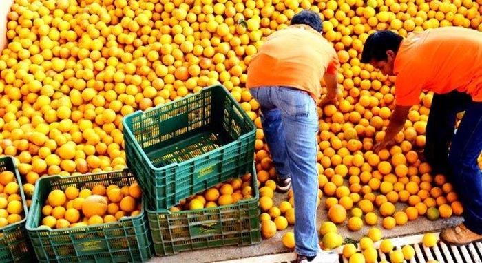Fruits Export in Egypt on the rise
