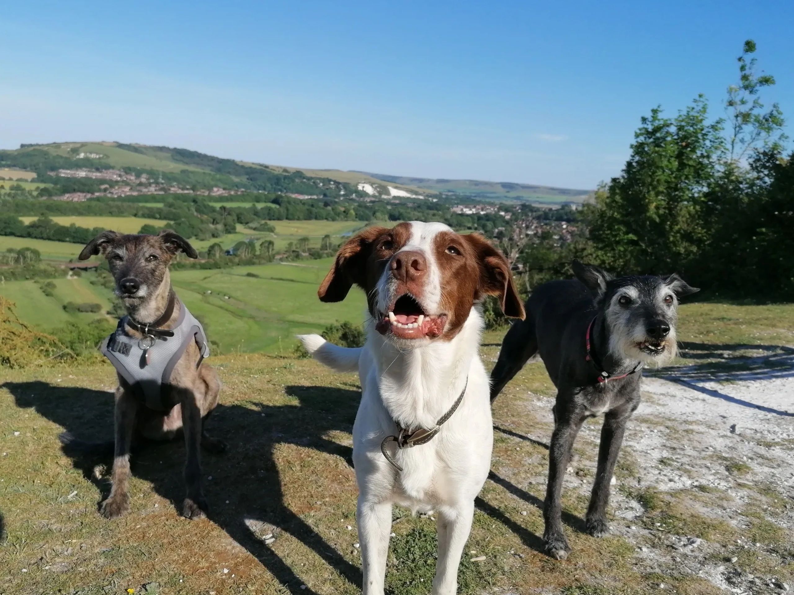 South Downs Dogs