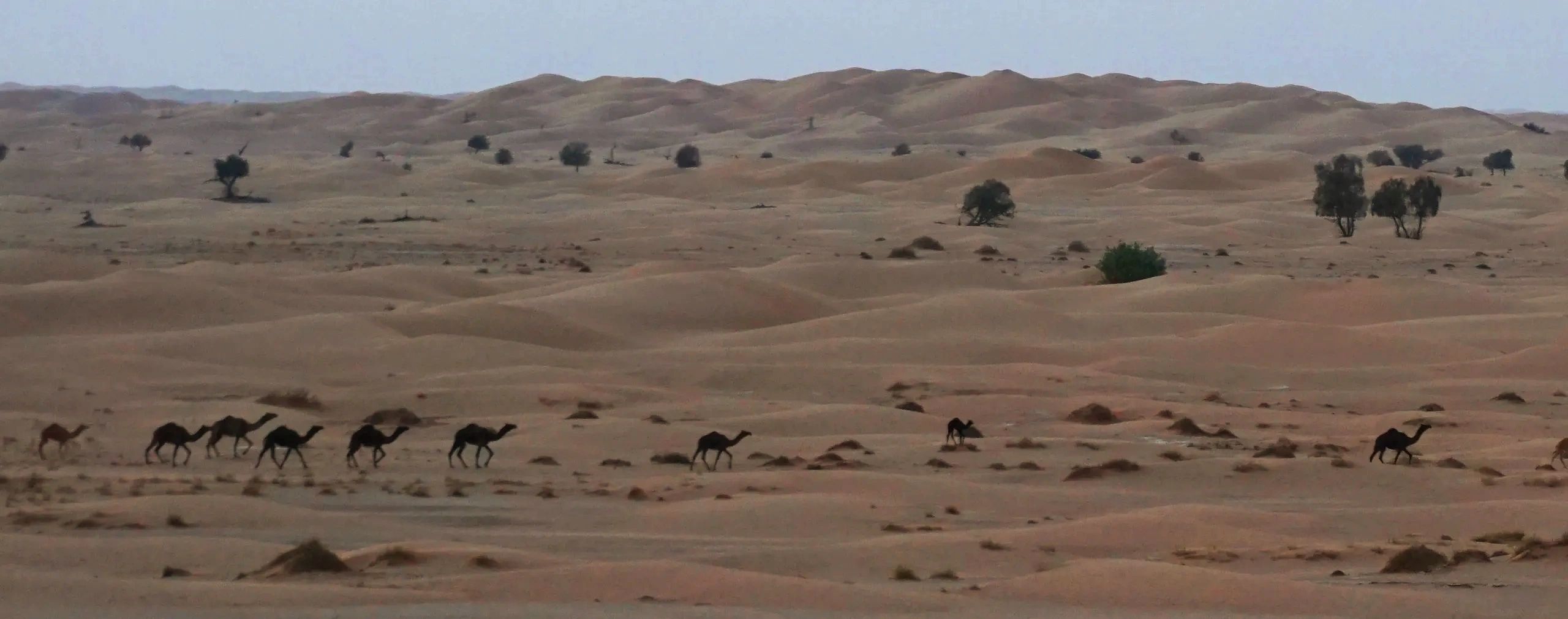 Desert Quarter - Desert Trip, Camping Tour, Adventure Trip