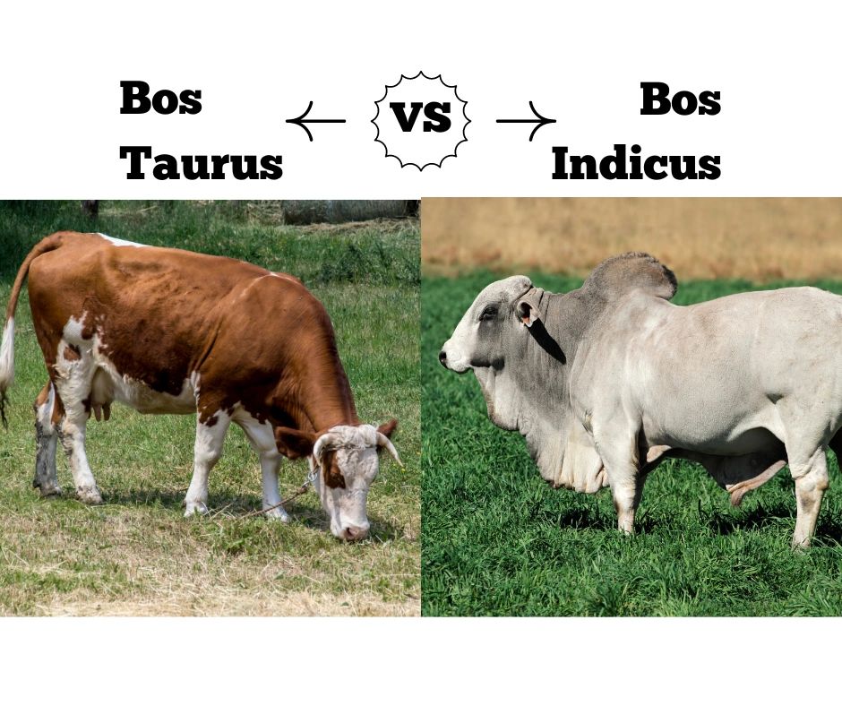 Understanding the Difference: Bos Taurus & Bos Indicus Cattle
