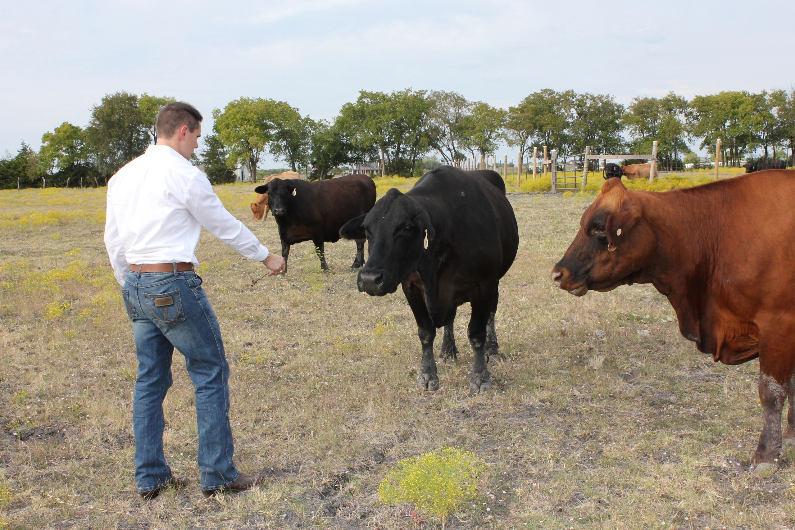 Bovine Basics: They’re Not All Cows