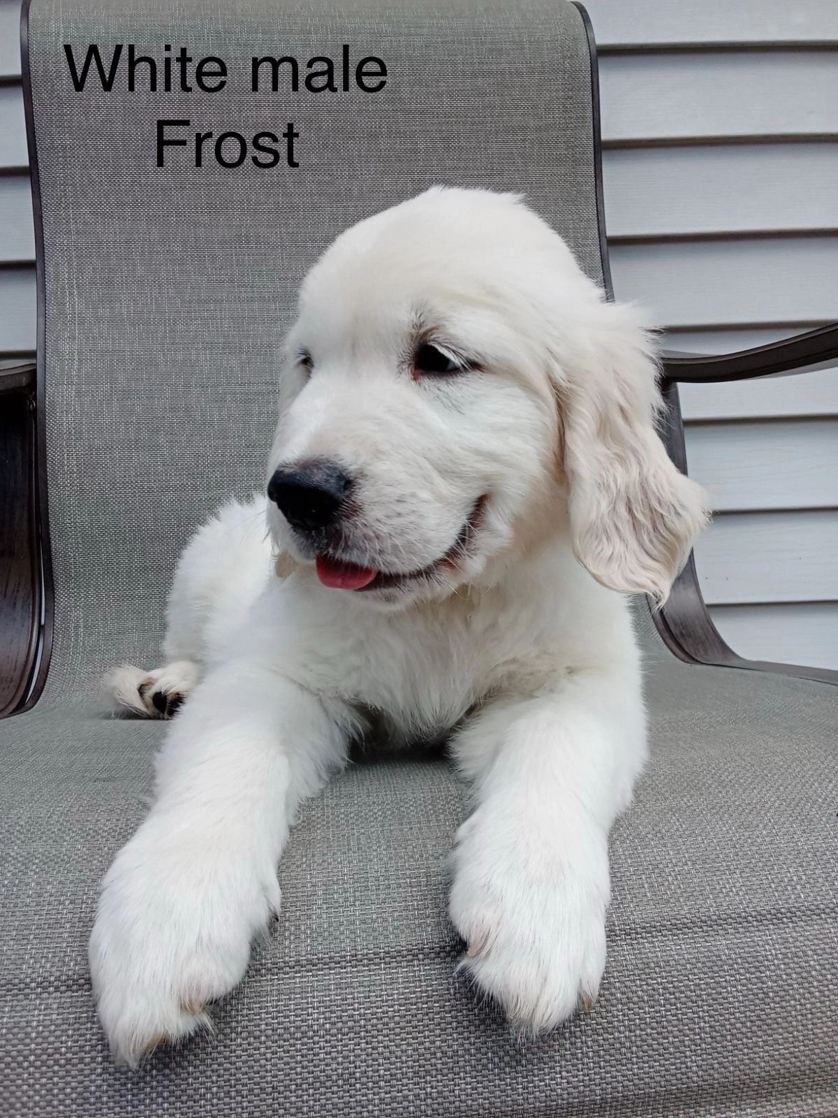 Hopes Legacy Retrievers