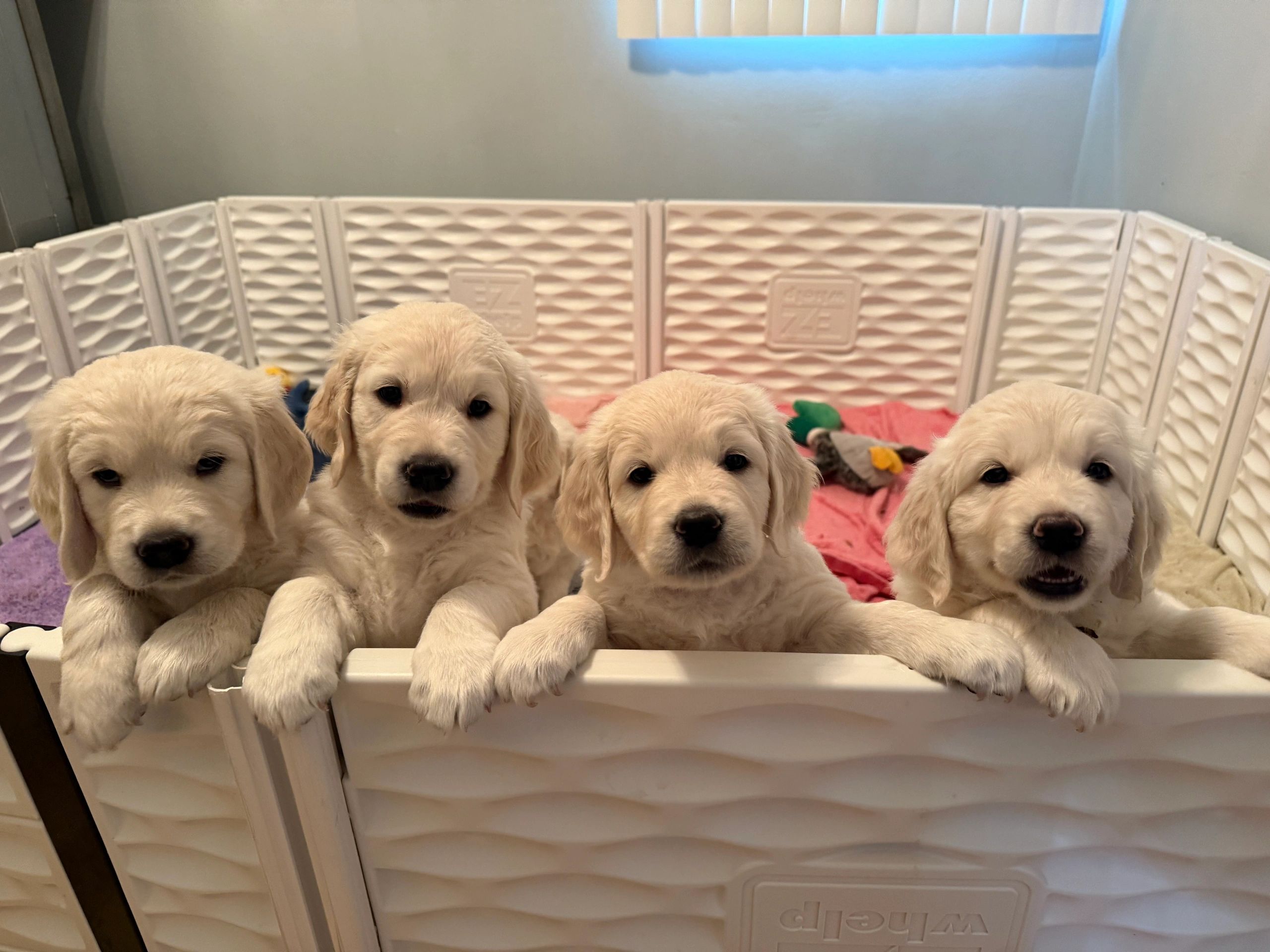 Hopes Legacy Retrievers