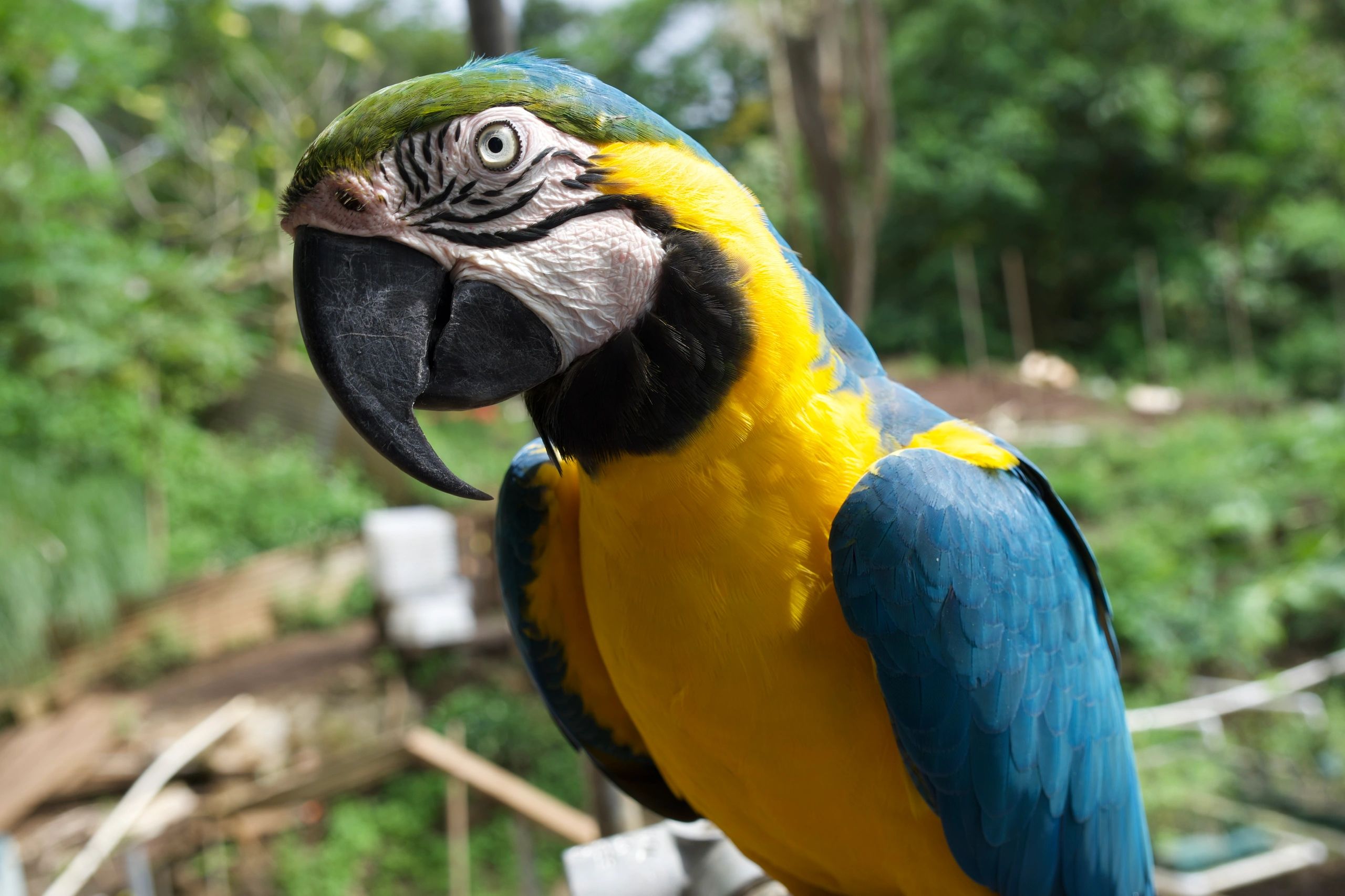 Hawaii Parrot - Baby Parrots, Baby Conures