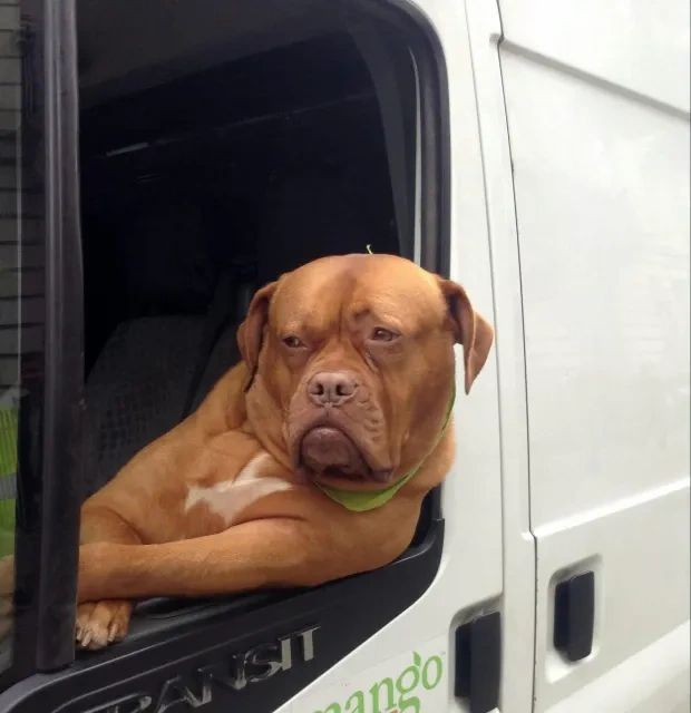 Hybrid Duel Power Dog Animal Horse Van Roof Vent Ventilation