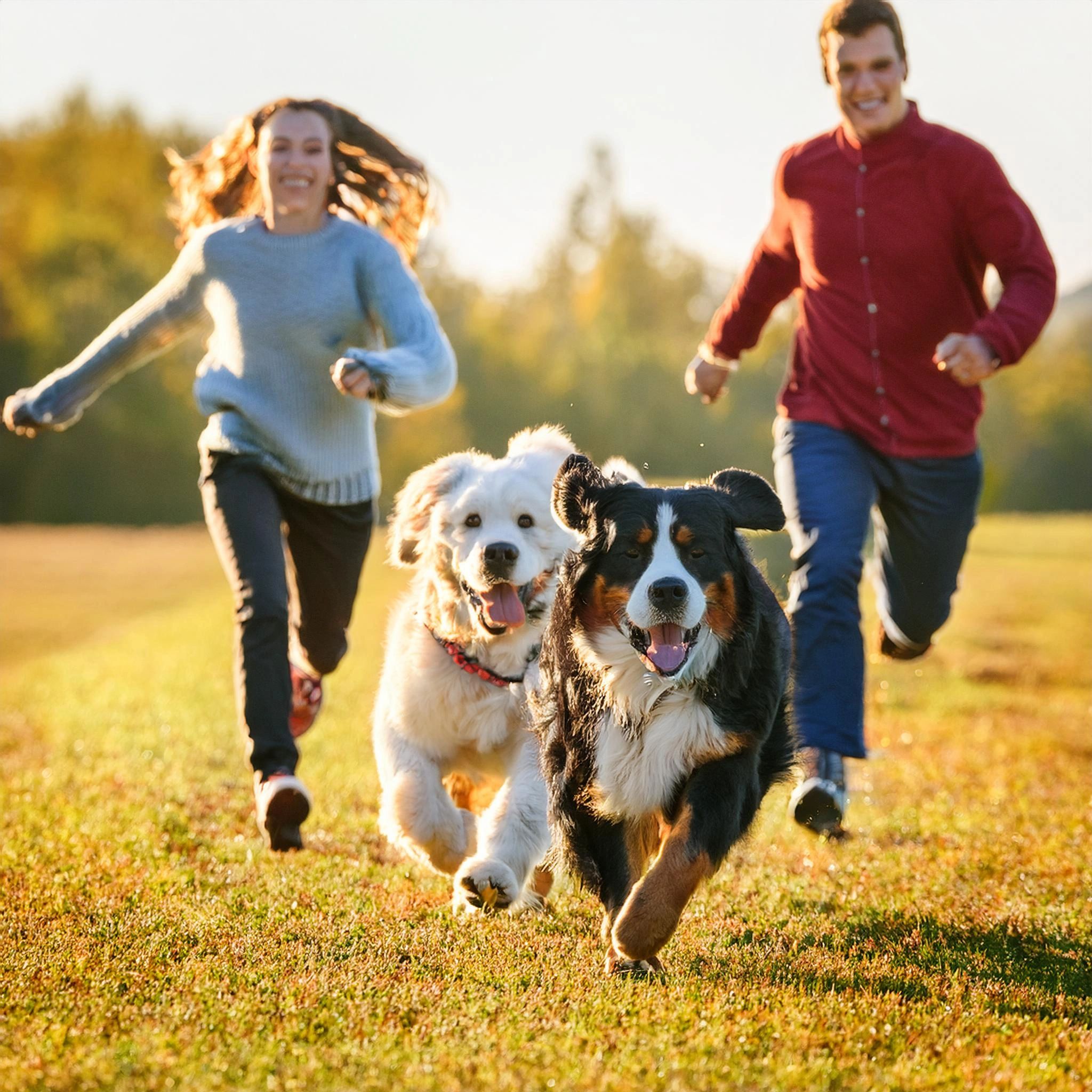 Why Bernese Mountain Dogs Are the Ultimate Family Companions
