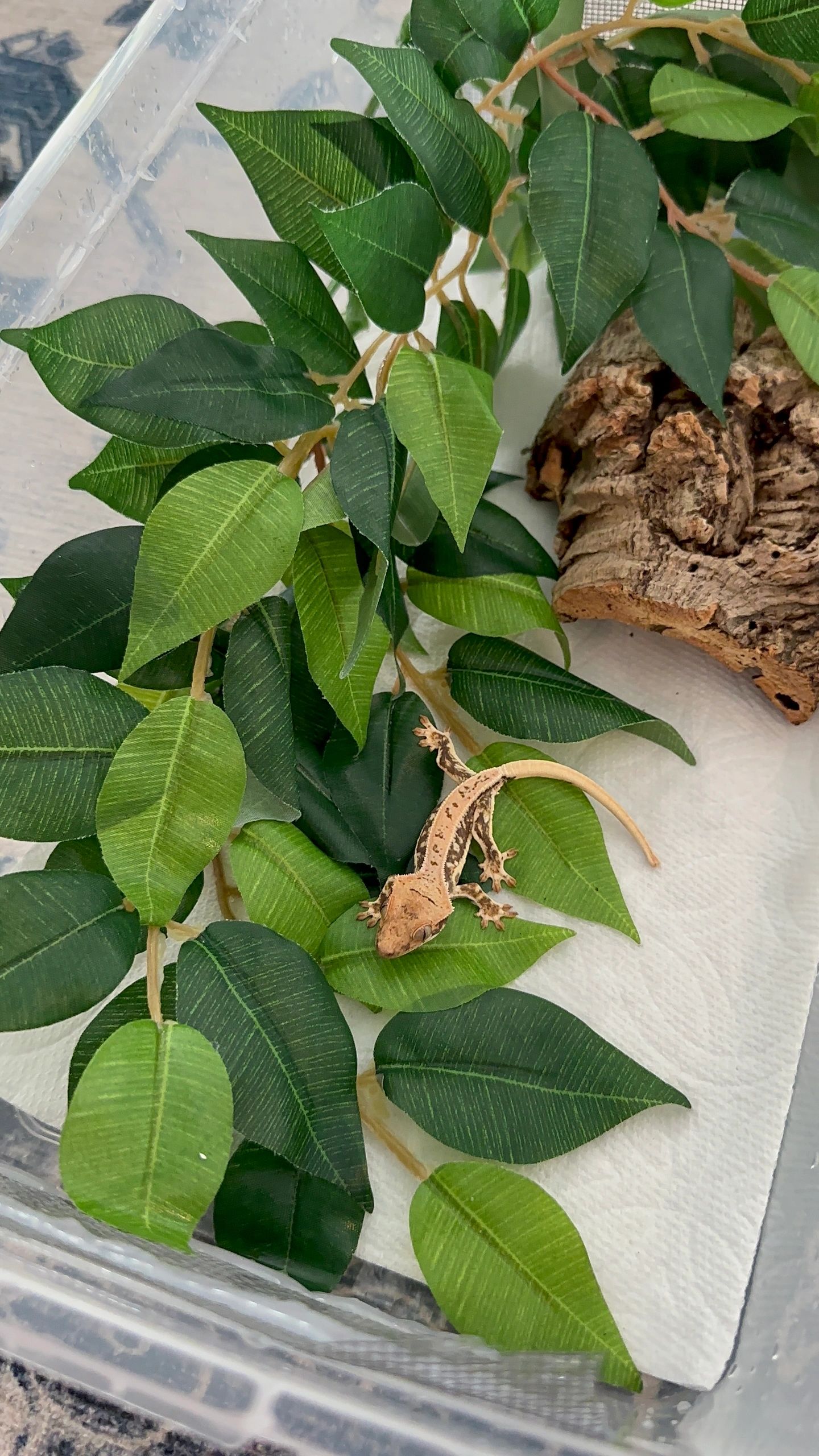 How to set up a baby crested gecko bin