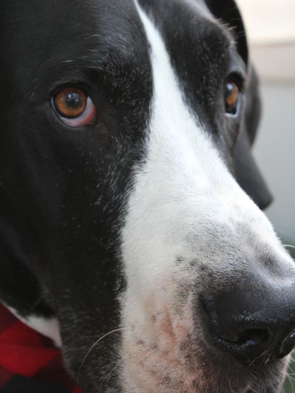 Dually and Friends Dog Walking - Pet Sitting - online