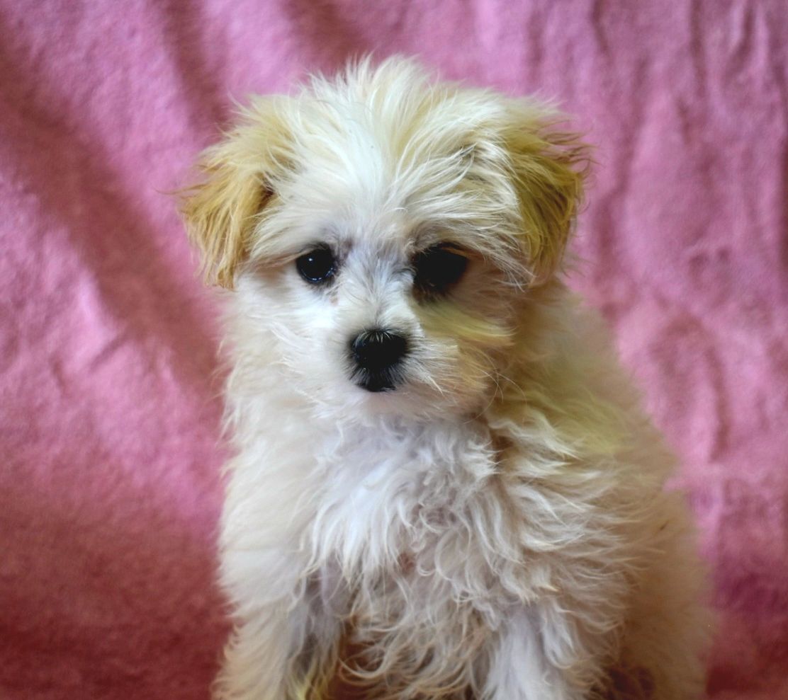 Maltese Husky Mix
