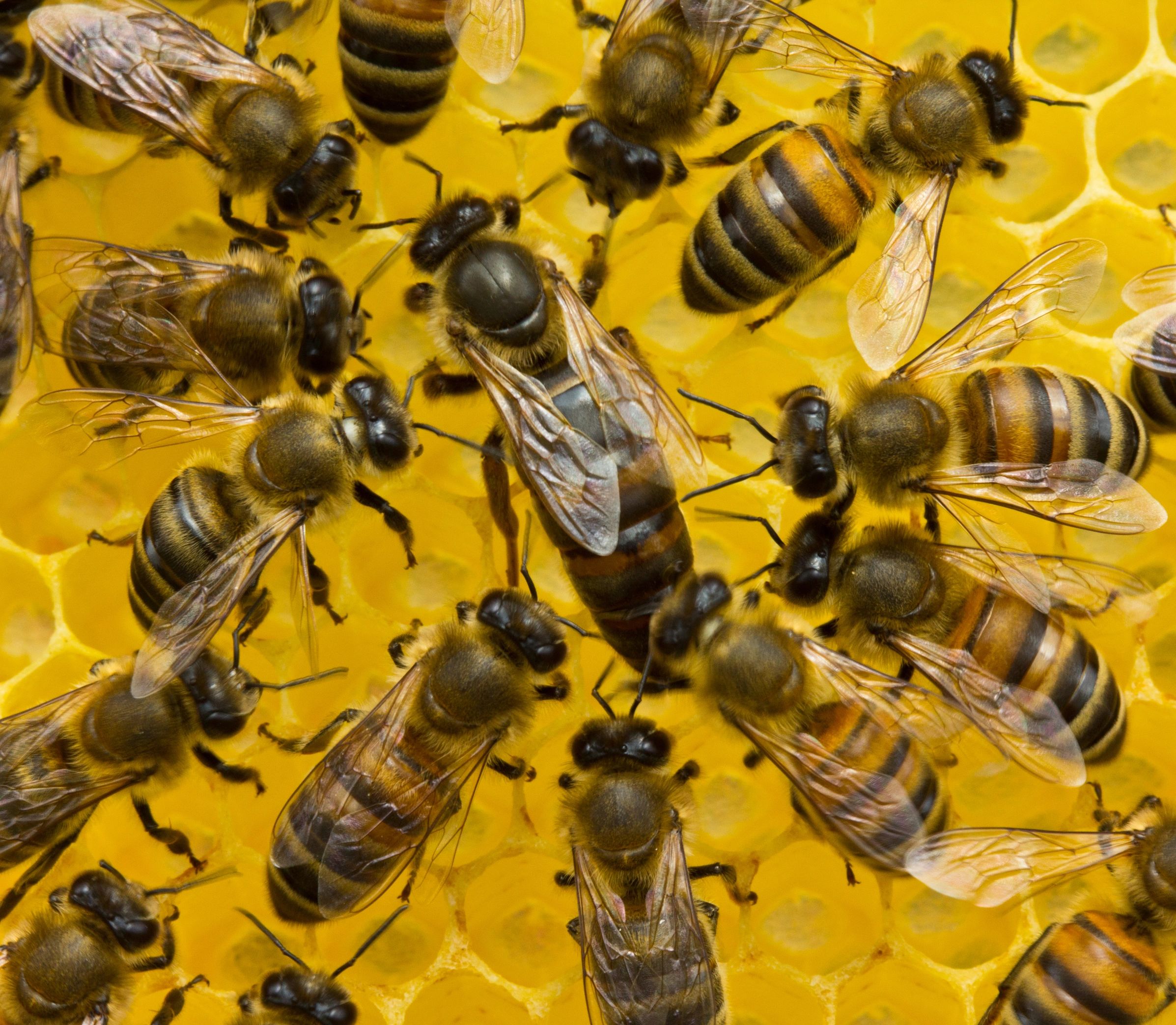 The Vibrant Lifecycle of Honeybees in Northern Vermont