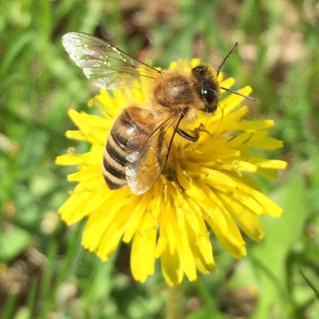 The origin of the North American honey bee.