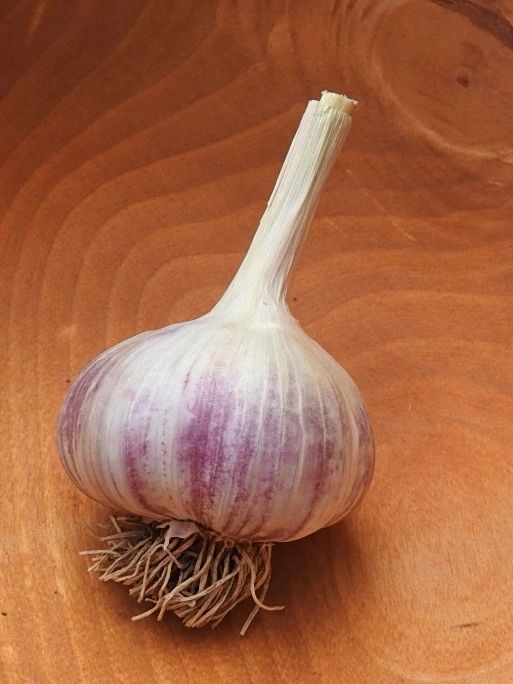 Brown Rose (Organic)