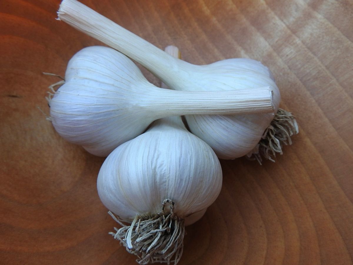 Prussian White (Organic)