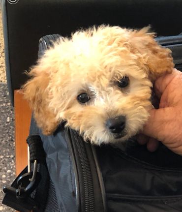 Available Puppies - Pg 1 | Gunter Goldendoodles