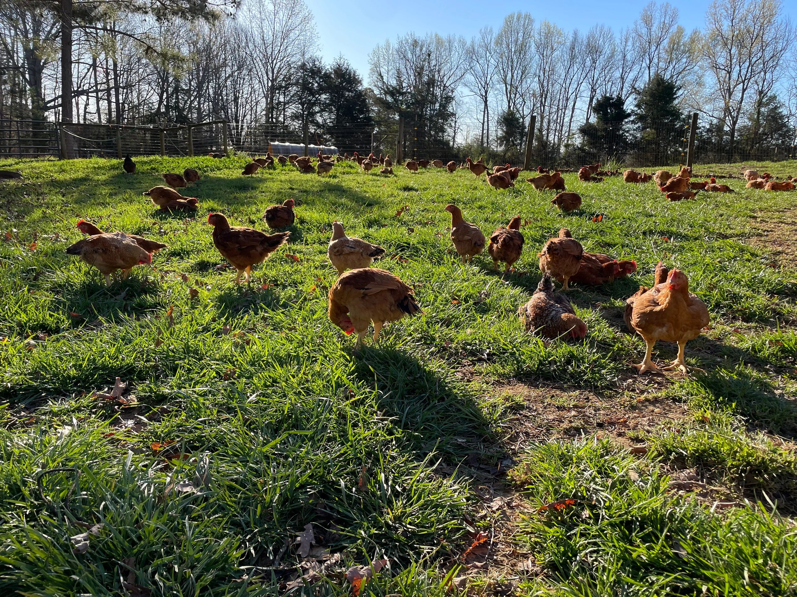 Triple Arrow Farm, LLC