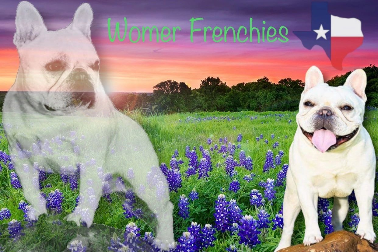 Available | Womer Frenchies