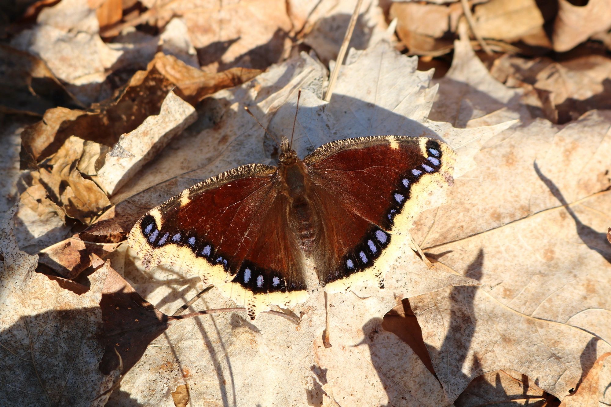Battery Energy Storage System (BESS) | Groveland Township MI