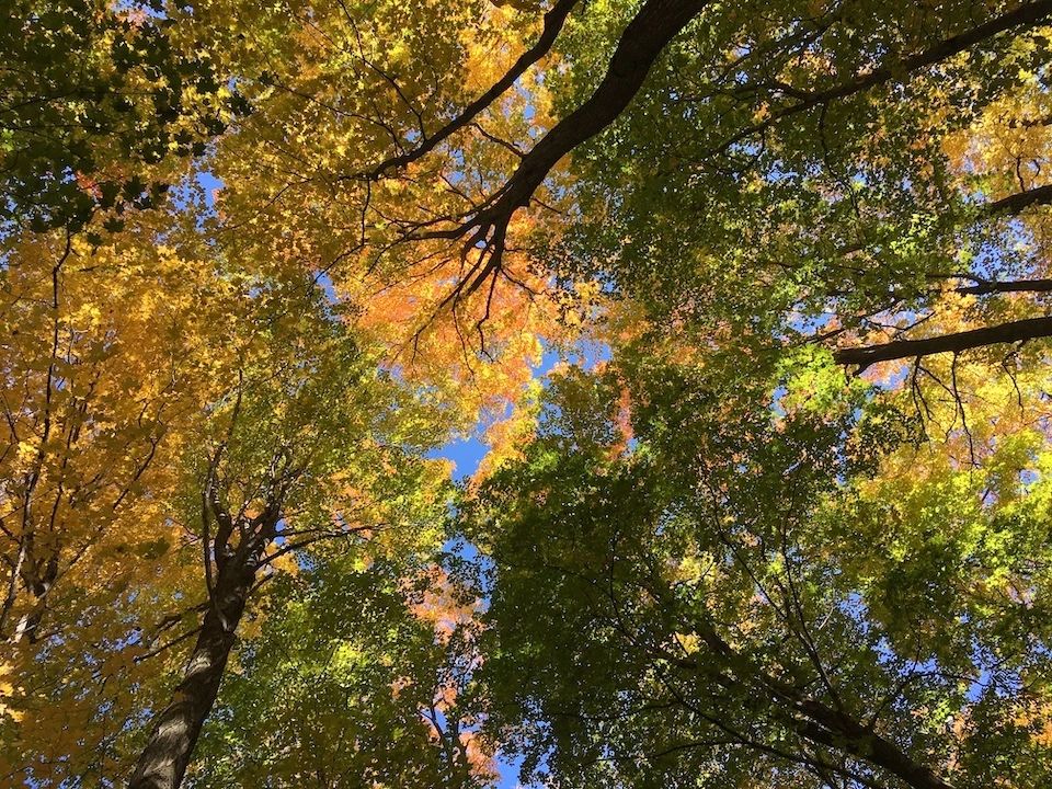 Michigan DNR is clear-cutting the forest to save the planet