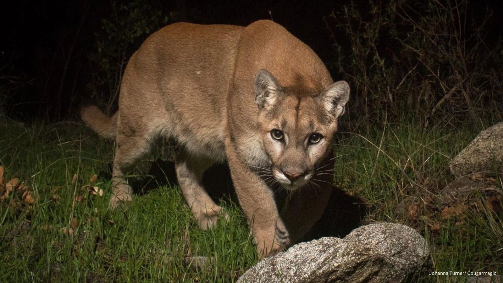 Get Out of Town, is that the La Tuna Puma?!