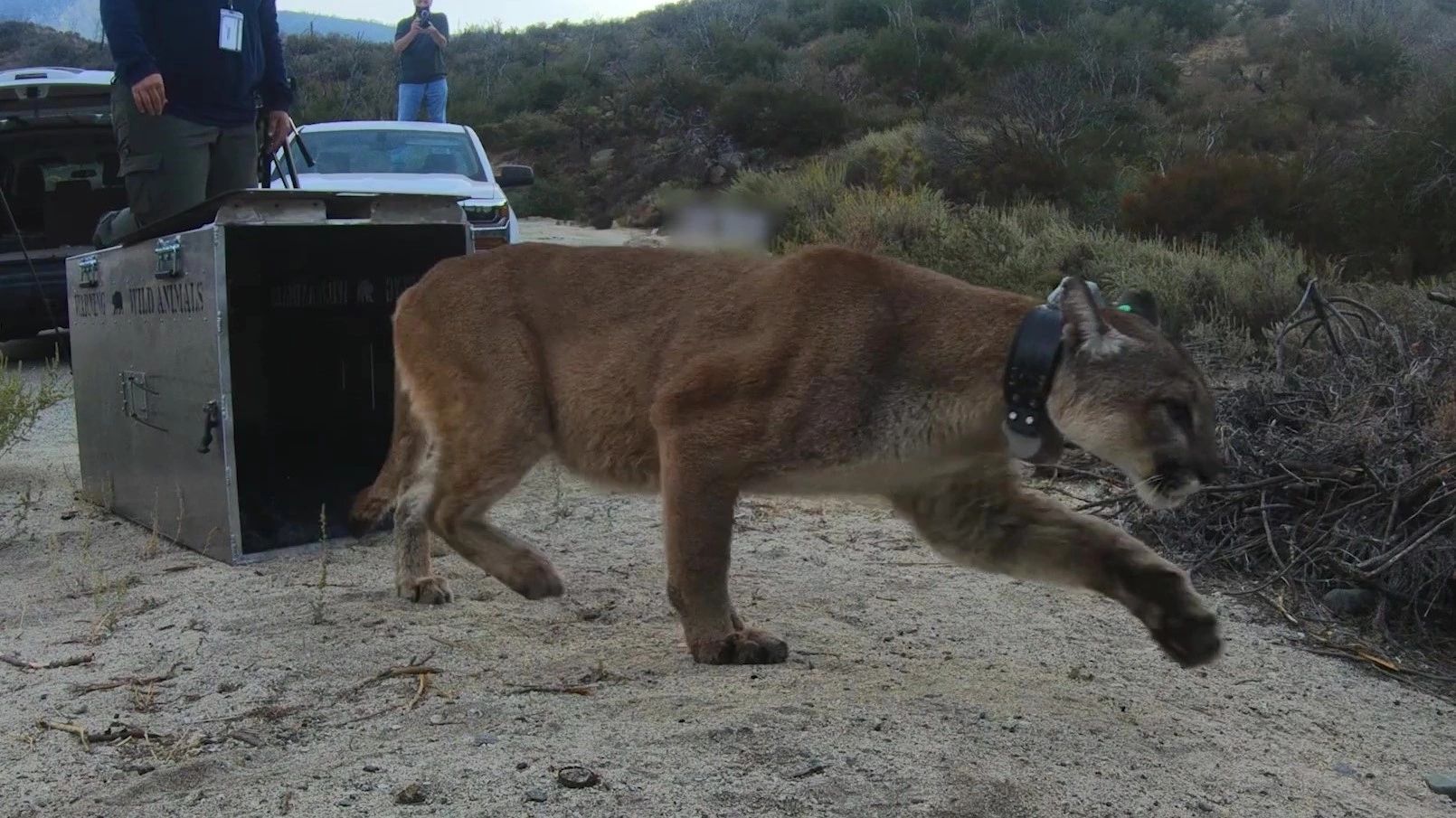 First rescue, rehabilitation, and release of a wild cougar in CA