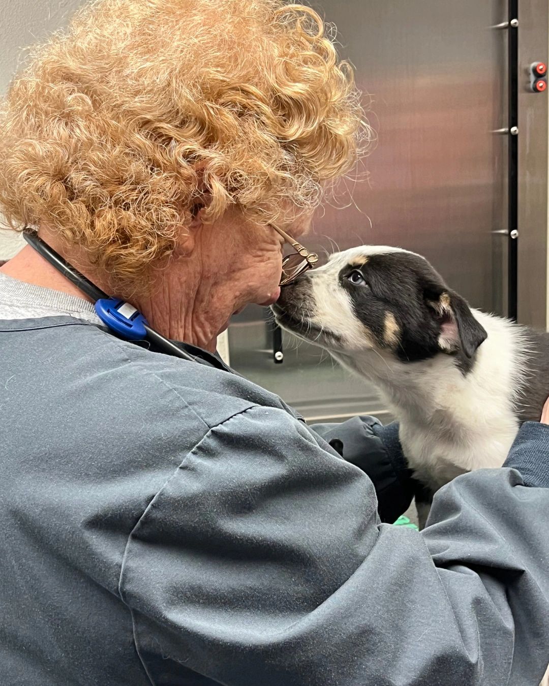 Expert Dental Care for Dogs and Cats | Jean A. Fromm, DVM