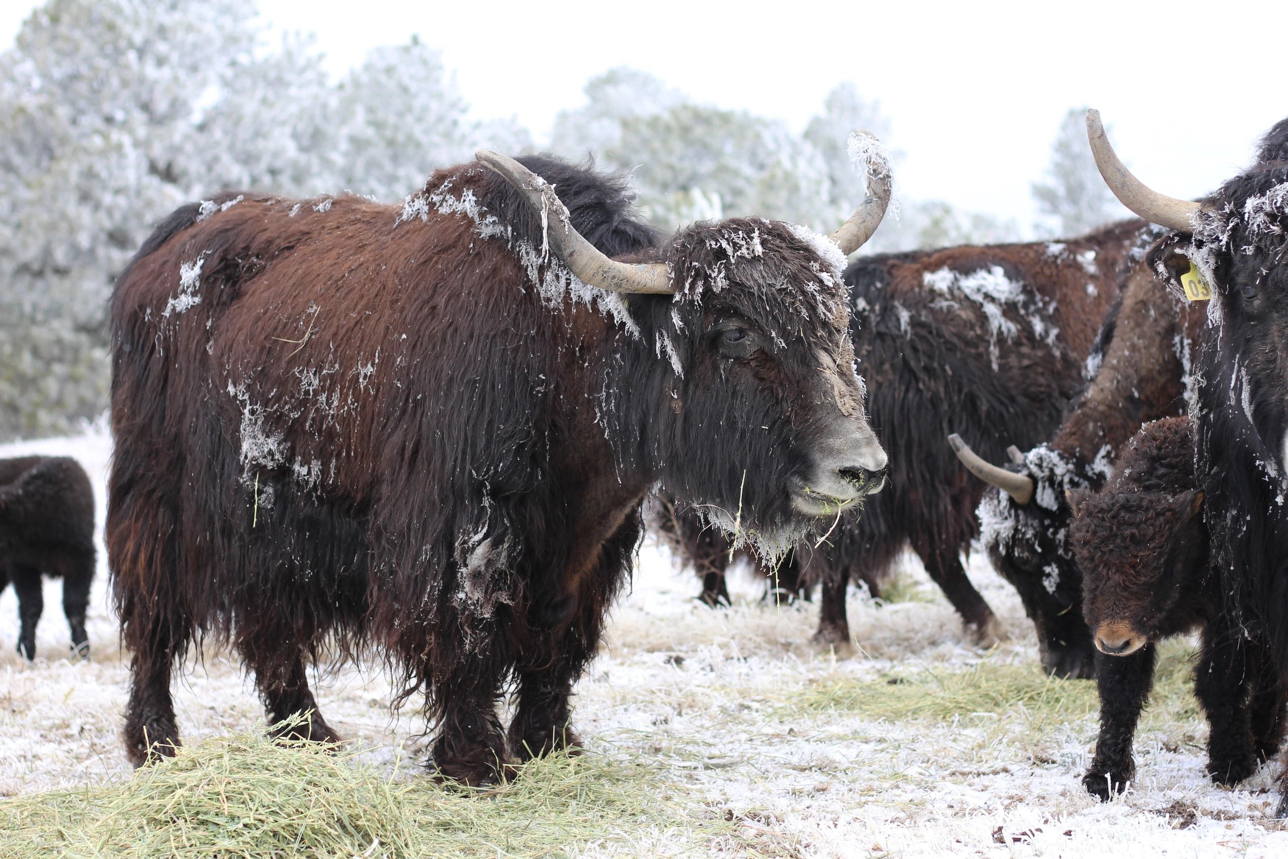 Gallery | Wild Plains Yaks
