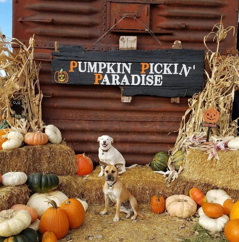 Find the Best Pumpkin Patch Near Me at Pumpkin Pickin' Paradise
