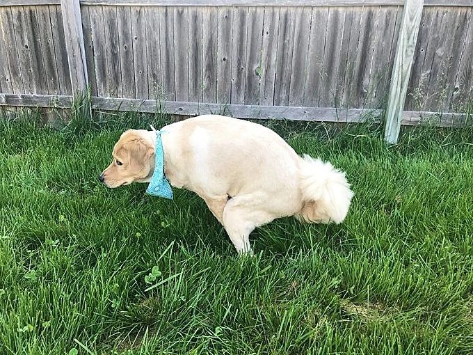 The Importance of Removing Dog Poop from Your Yard