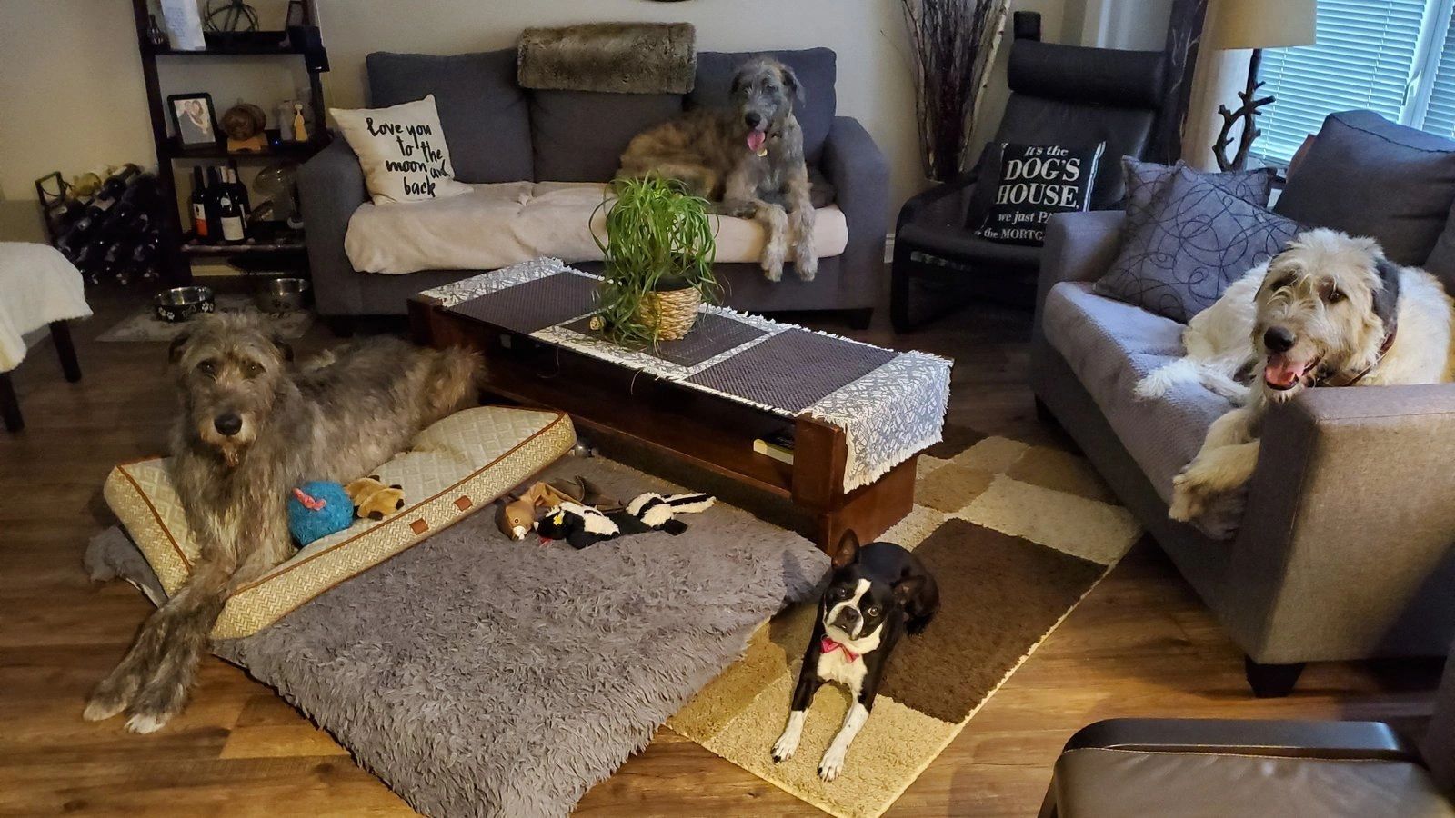 Why it's so much better for dogs to be babysat in their own home!