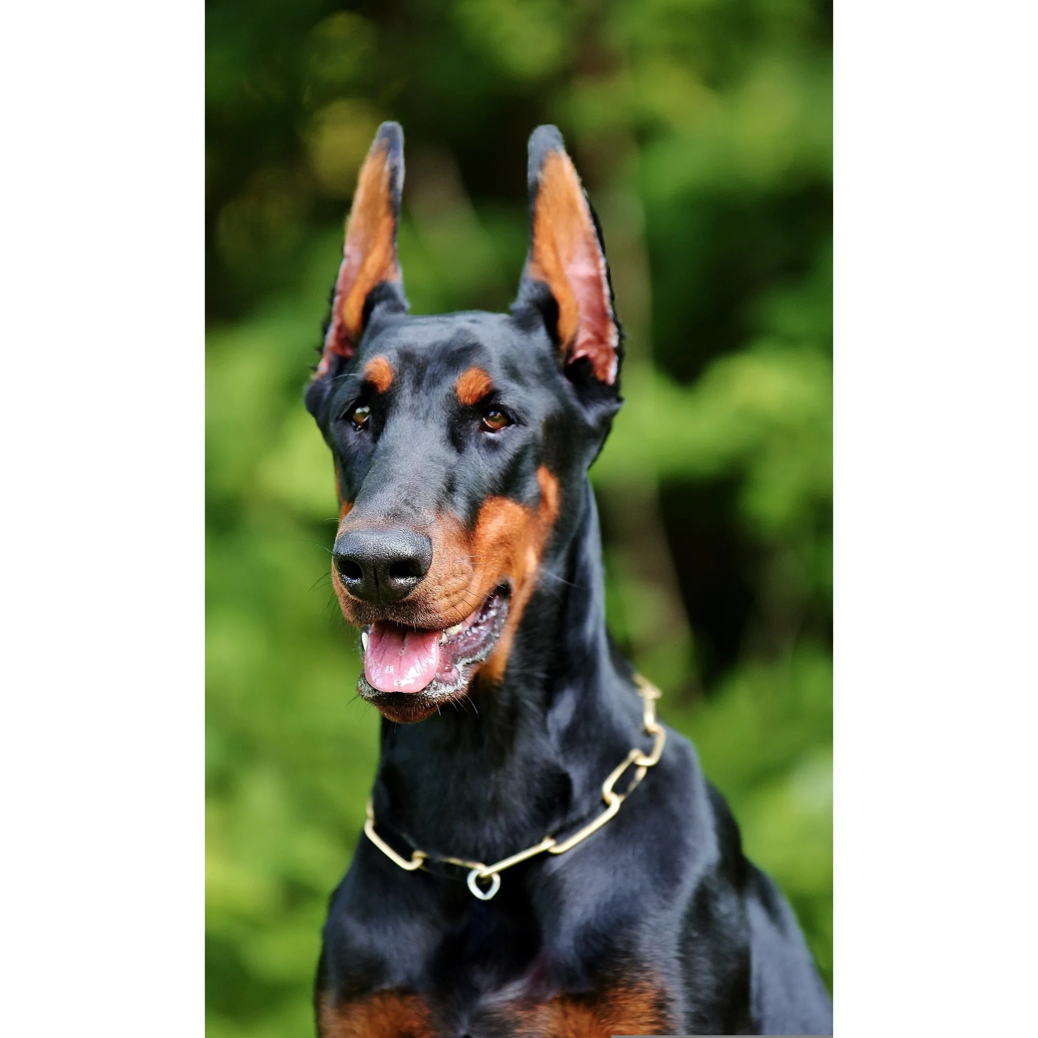 Doberman Puppies for Adoption | Healthy Breeders