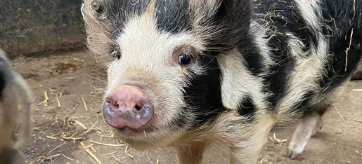 Stonebridge City Farm