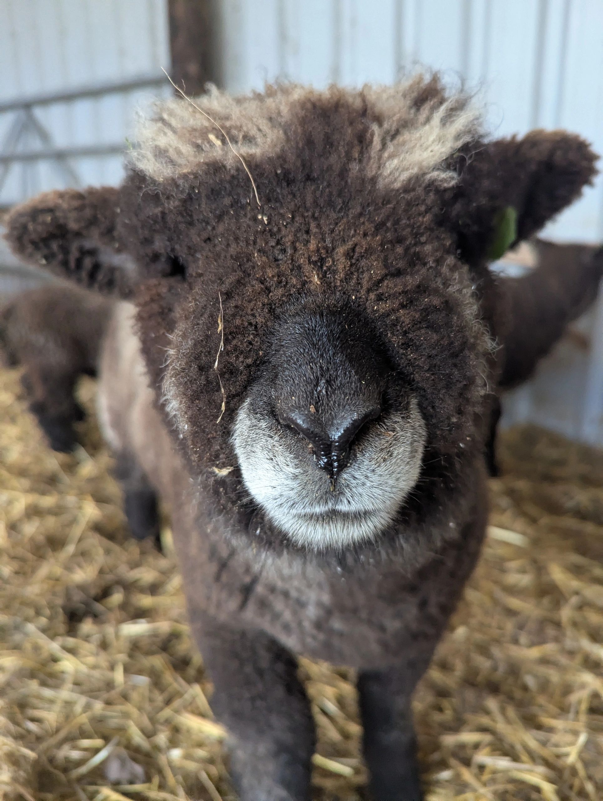Stonebridge City Farm