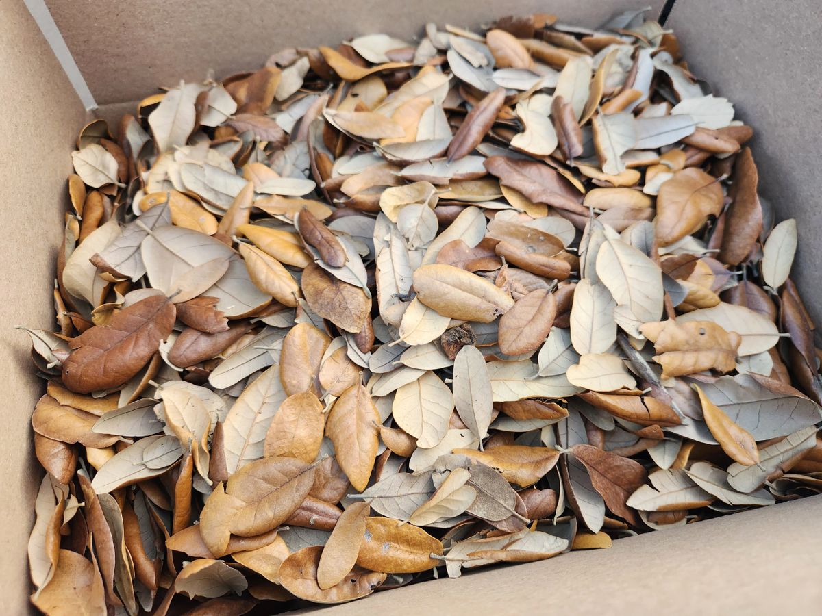 BULK BOX Oak Leaf Litter