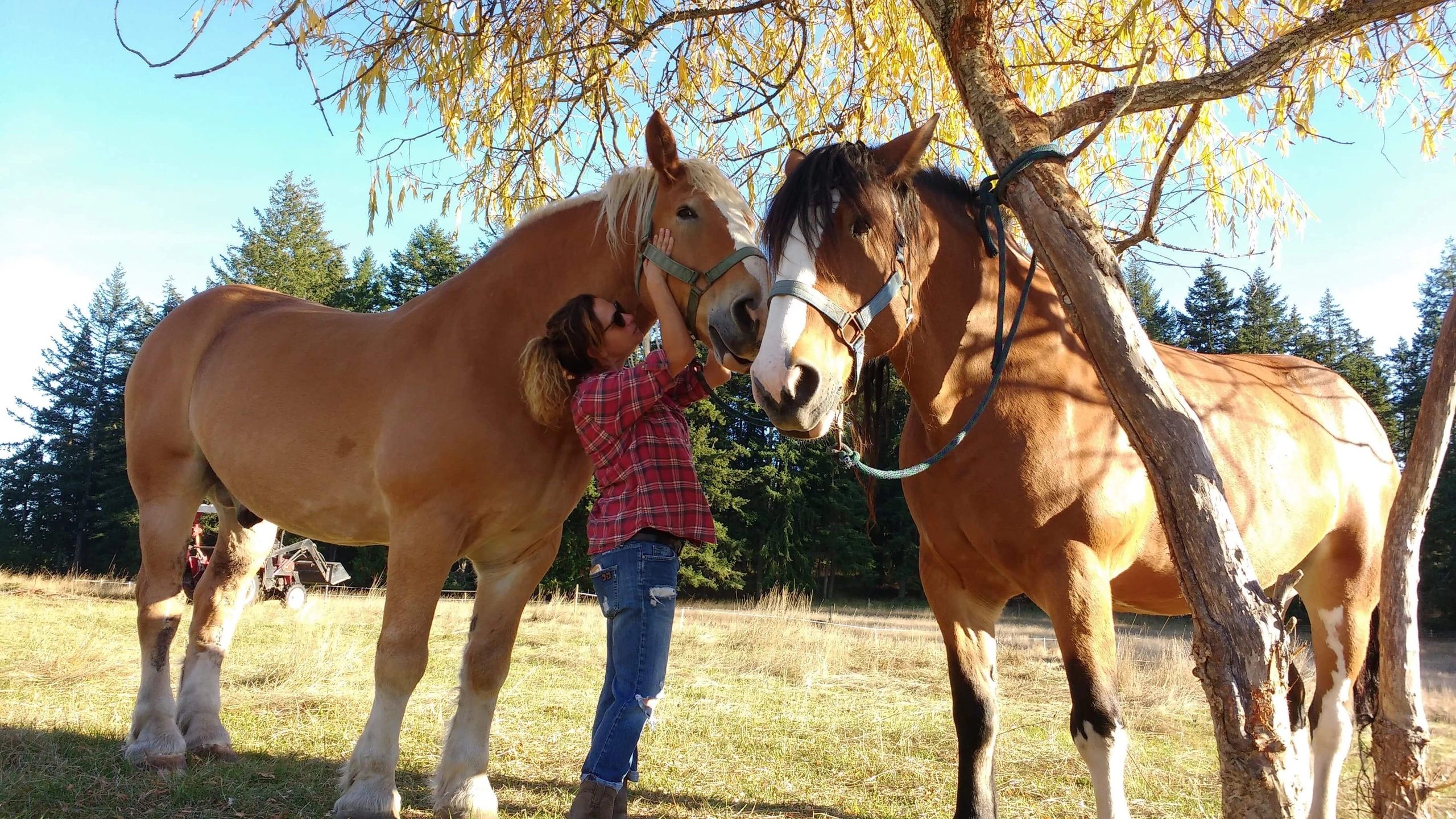 Llamrei All Animal Massage