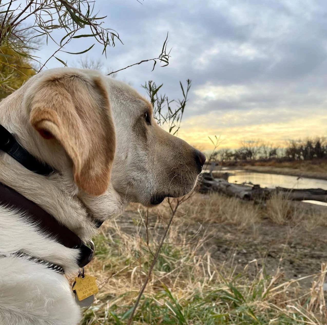 Adopt Your Perfect Labrador Dog Today!