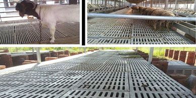 Concrete Slats Floor Plastic Mould|Henan Wishes|Livestock Farm ...