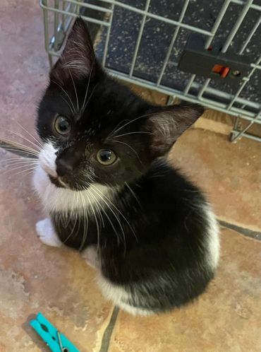 Cats ready for Adoption