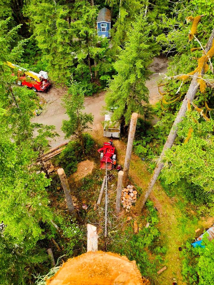 Sedro Woolley Tree Service - Primal Tree Service LLC