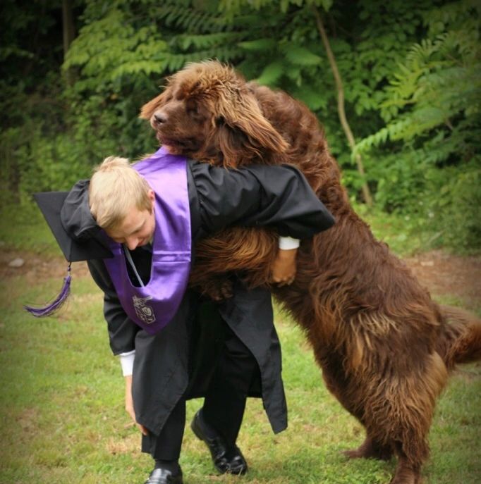Tarheel Newfoundlands - Newfoundland, Puppies, Breeder