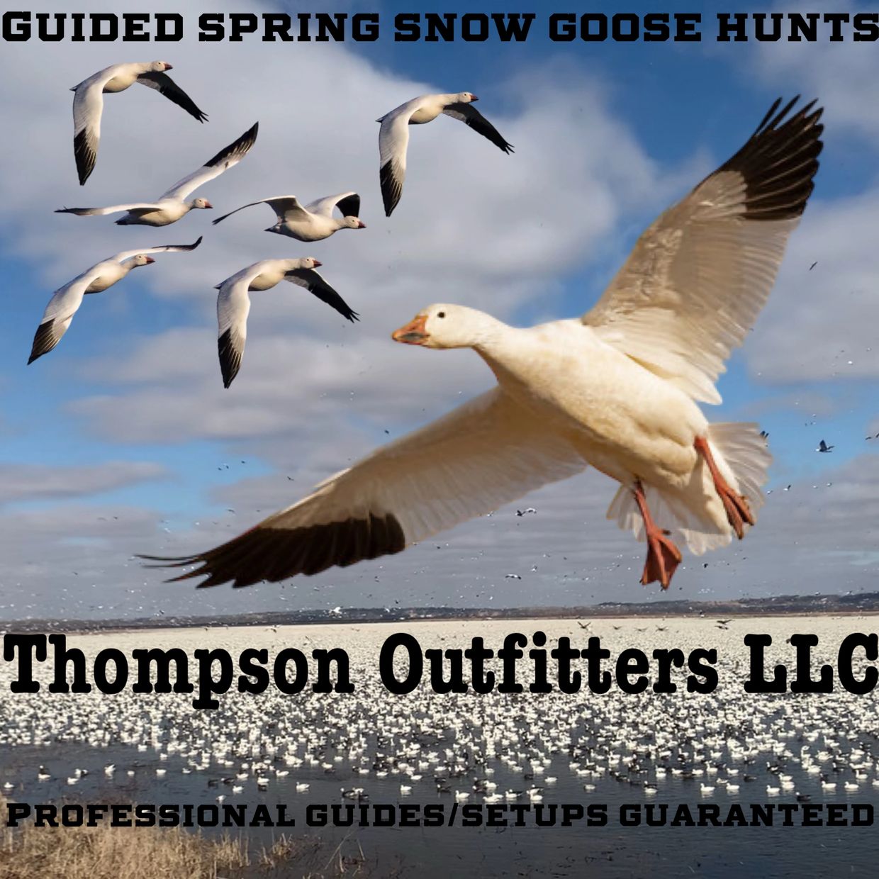 Guided Spring Snow Goose Hunts Spring Snow Goose Hunting Guide