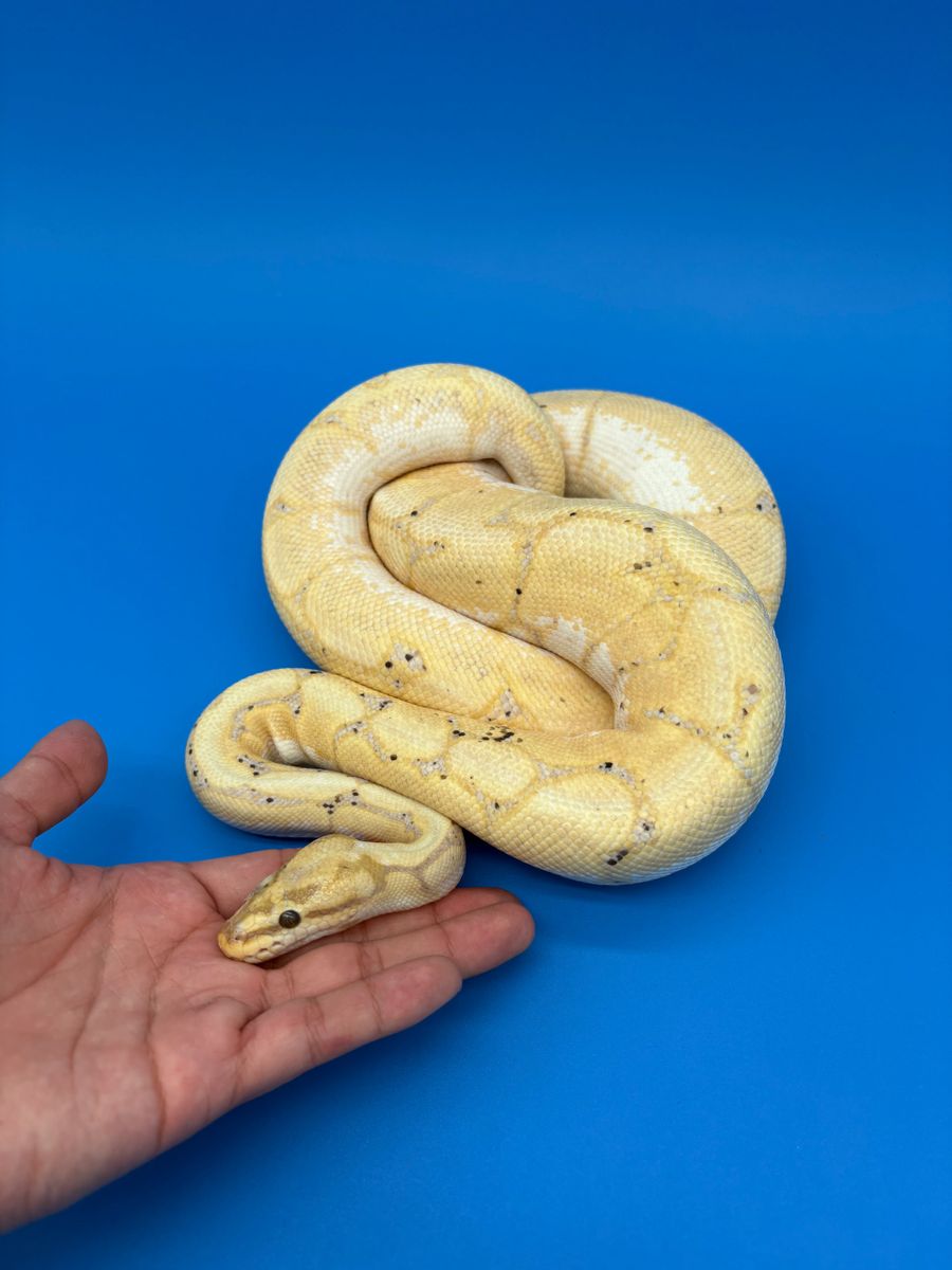 Banana Spider Ball Python Female