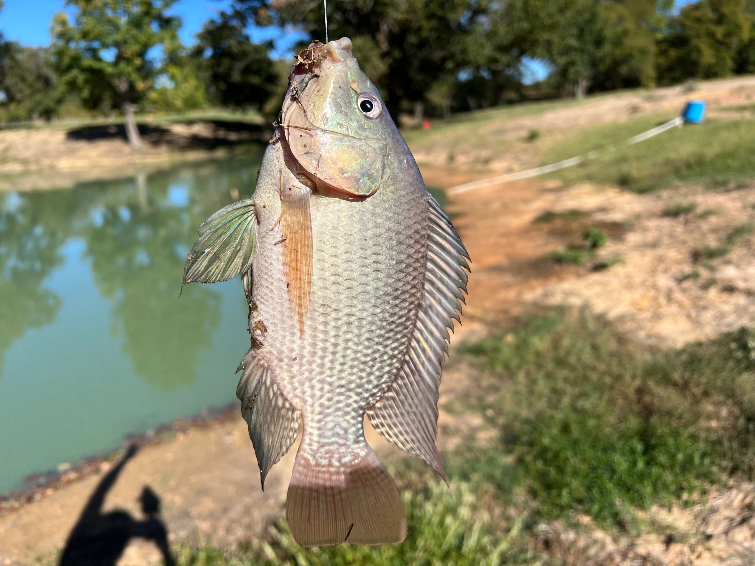 Fish and Quiet
