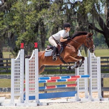 Experience the Thrill of Show Jumping at Hanover Stables