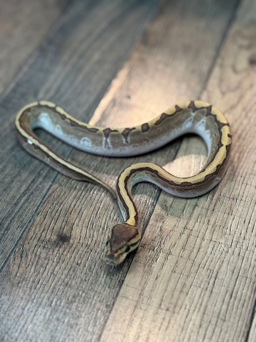 Kingpin (Lesser Pinstripe) Ball Python