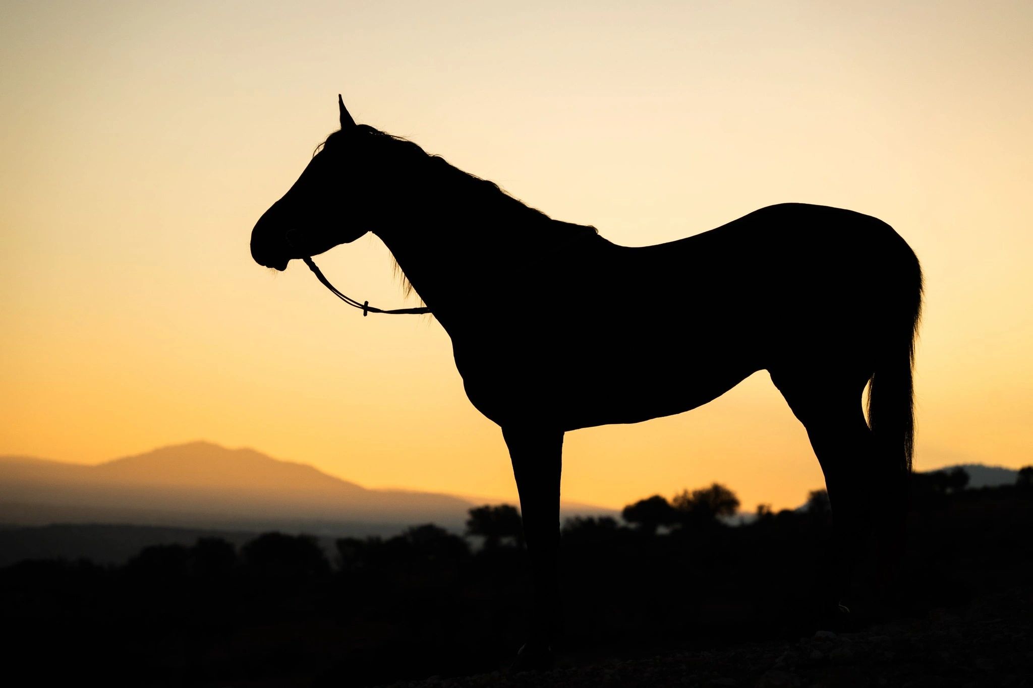 A North-African Legacy: The Arab-Barb Horse