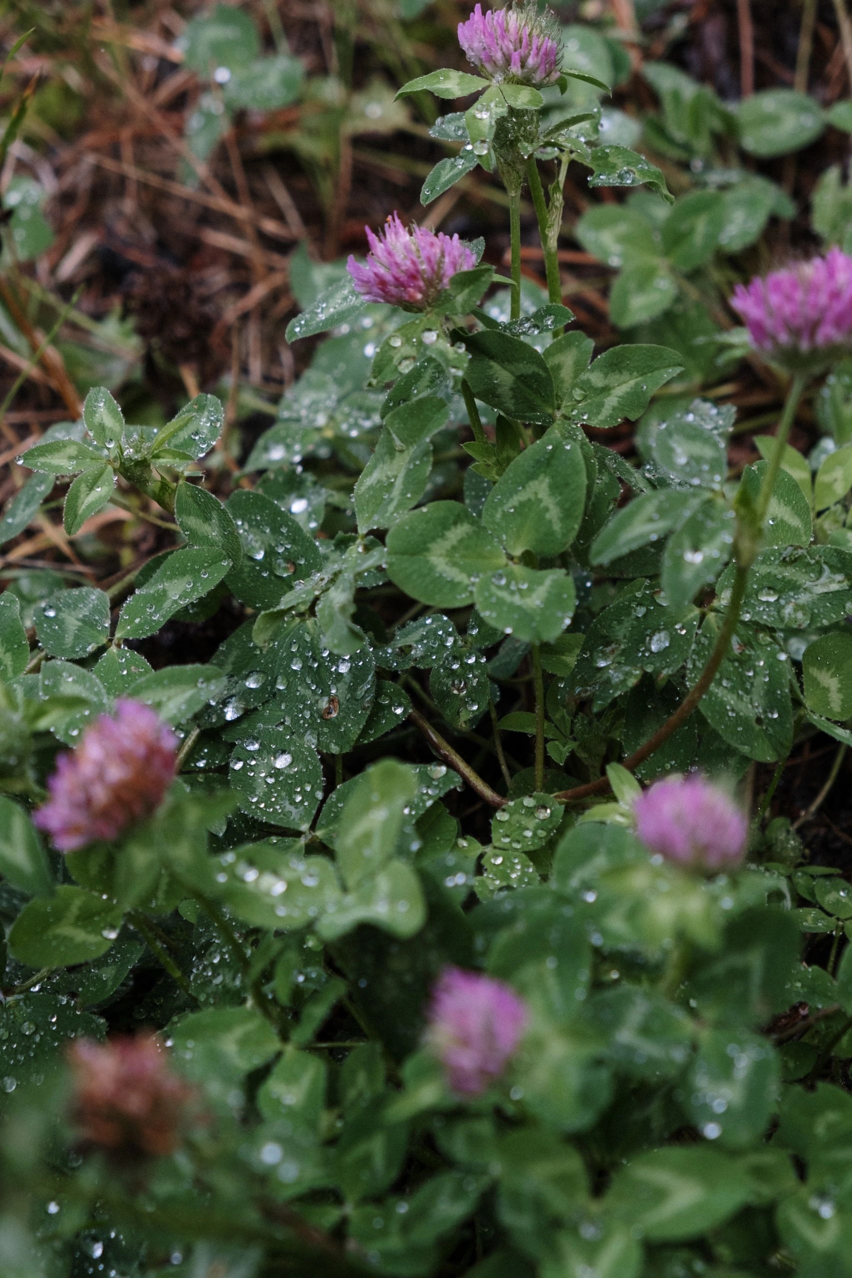 The Magic of Red Clover