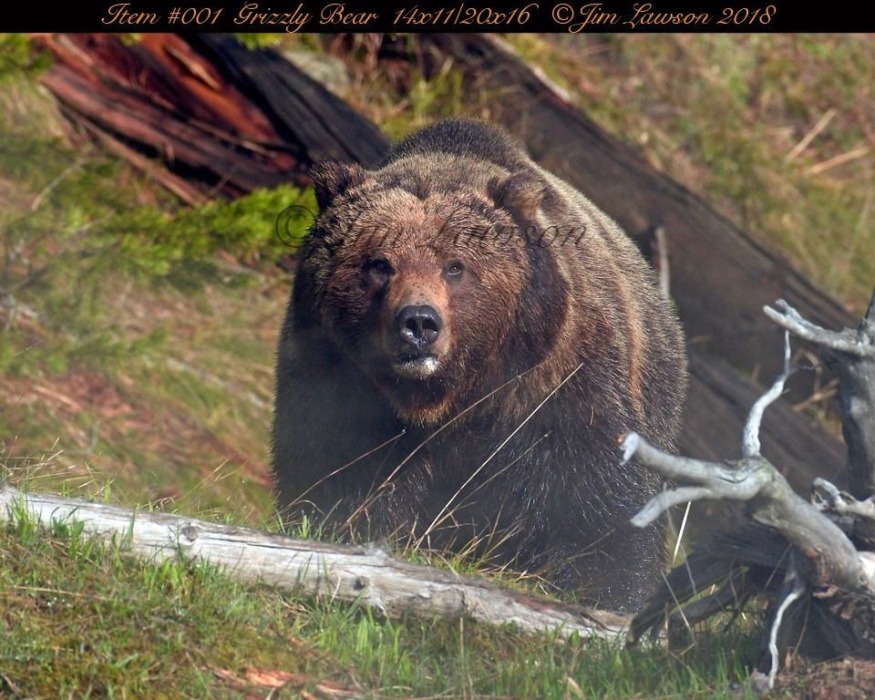 Item #001 Grizzly Bear