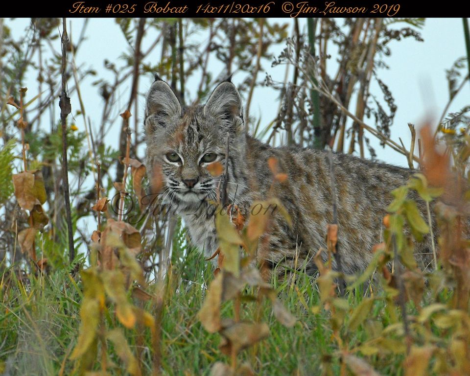 Item #025 Bobcat